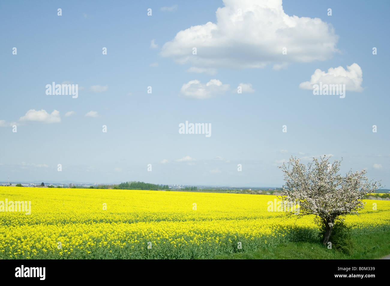 Vast yellow rapeseed field under a bright blue sky with fluffy white ...