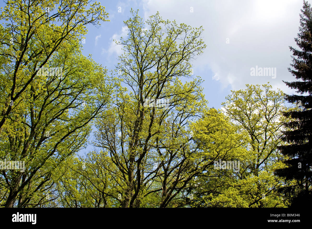 Green treetops hi-res stock photography and images - Alamy