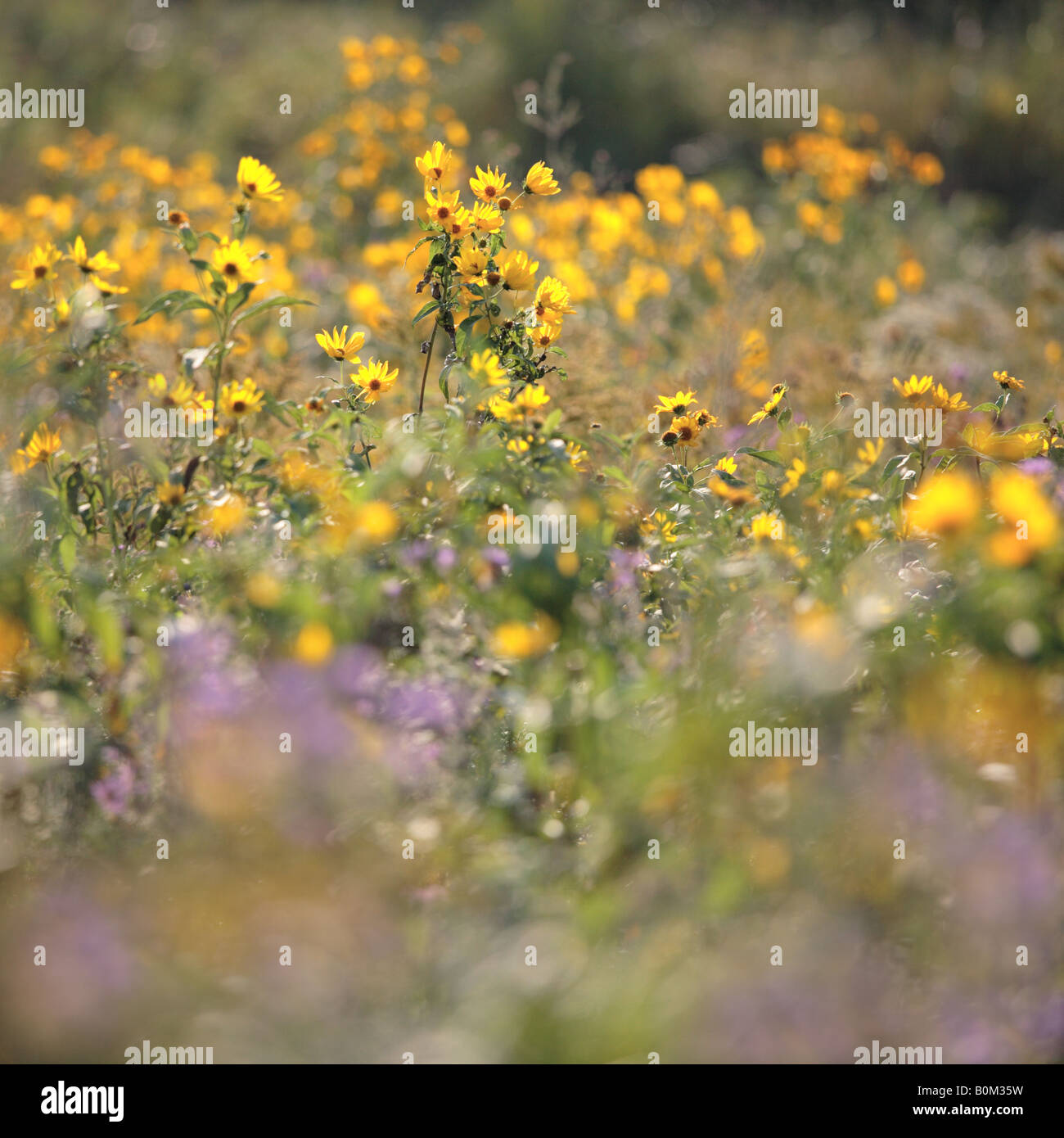 Midwestern wildflowers High Resolution Stock Photography and Images - Alamy