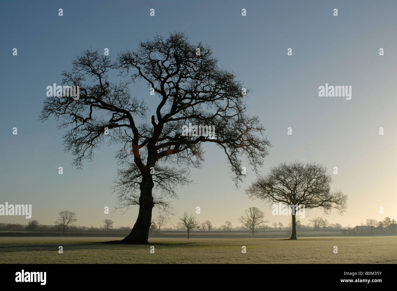 Two winter trees Stock Photo - Alamy