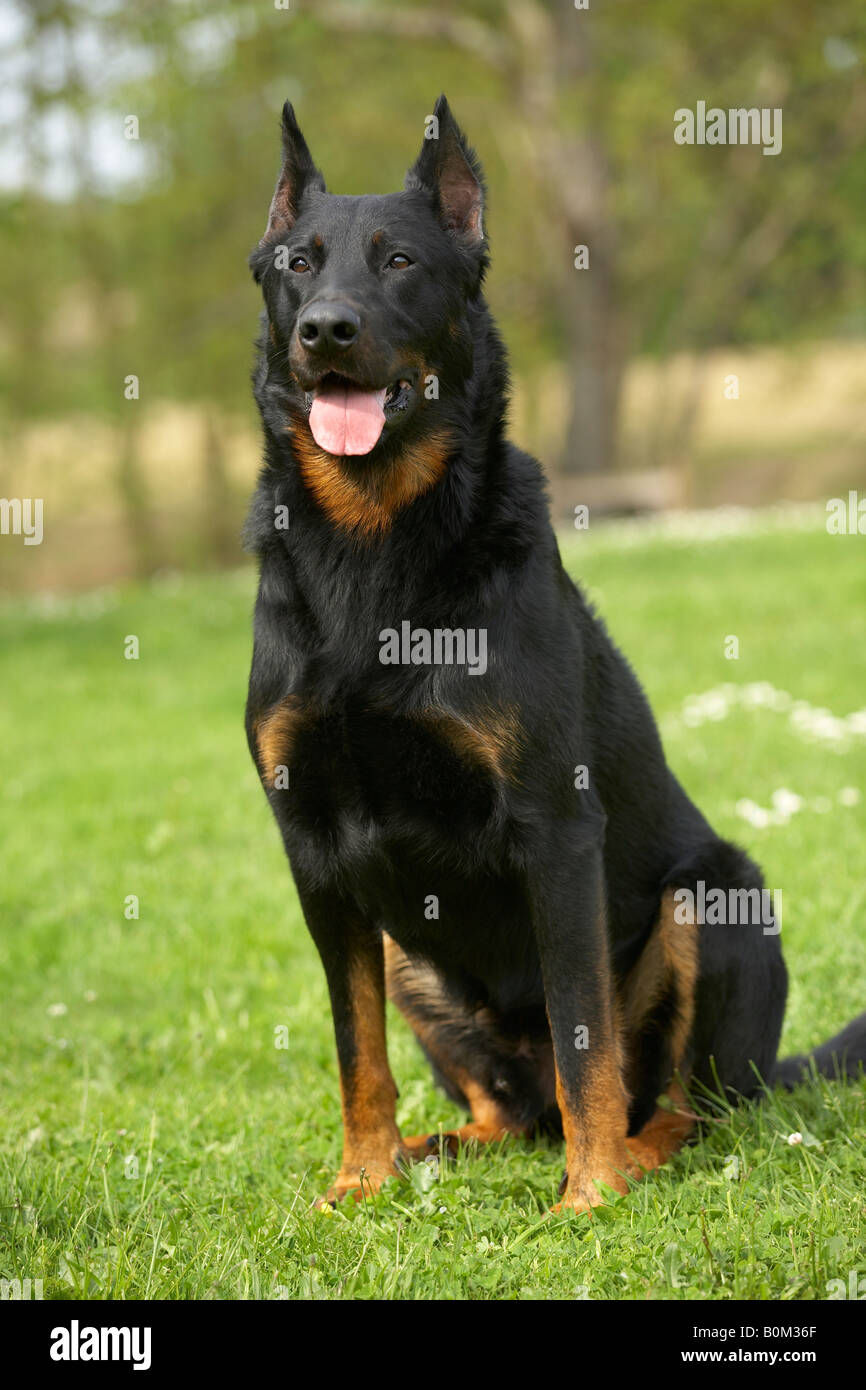 Portrait of a Beauceron Stock Photo - Alamy