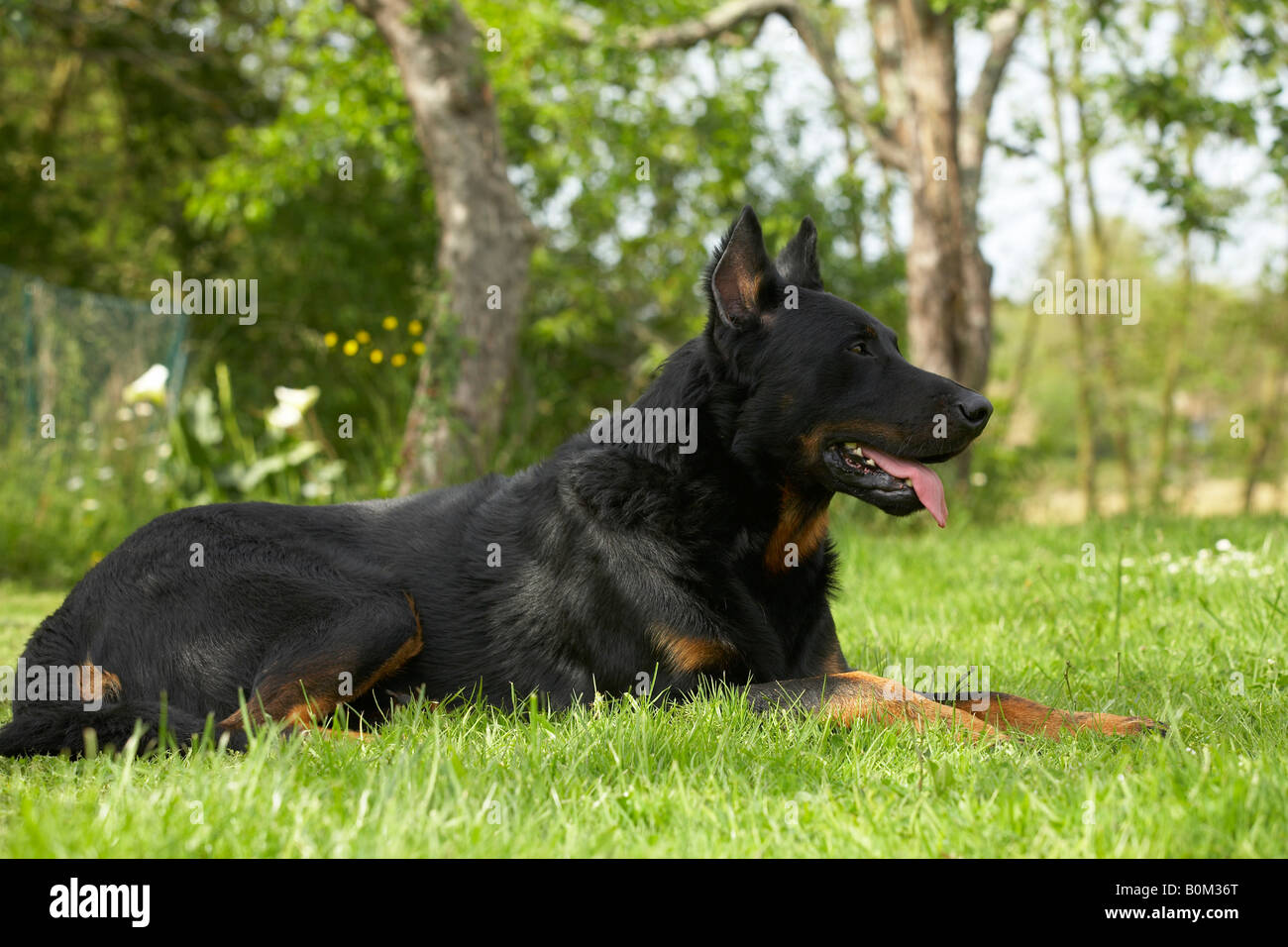 Portrait of a Beauceron Stock Photo - Alamy