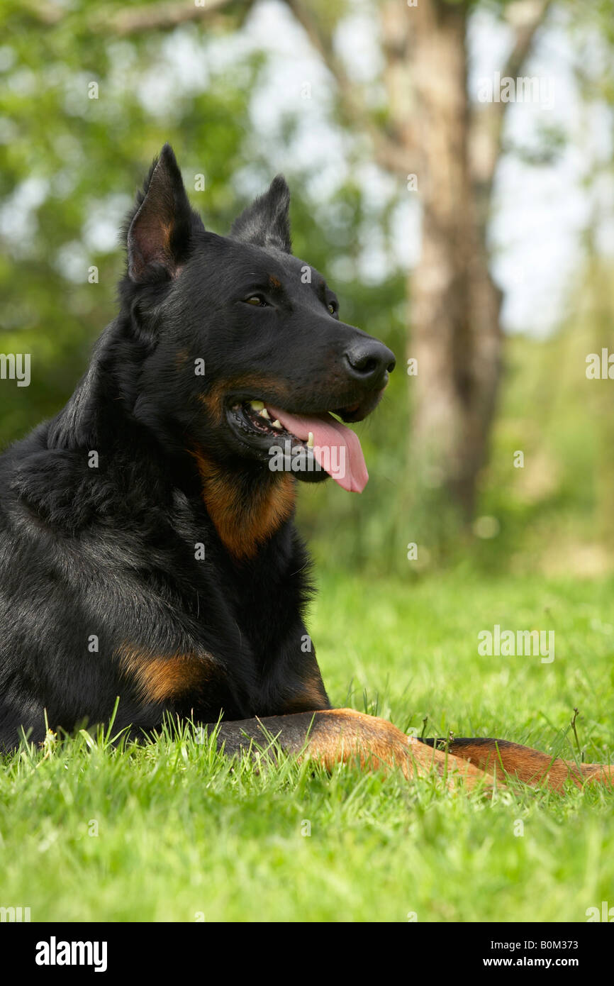 Beauceron hi-res stock photography and images - Alamy