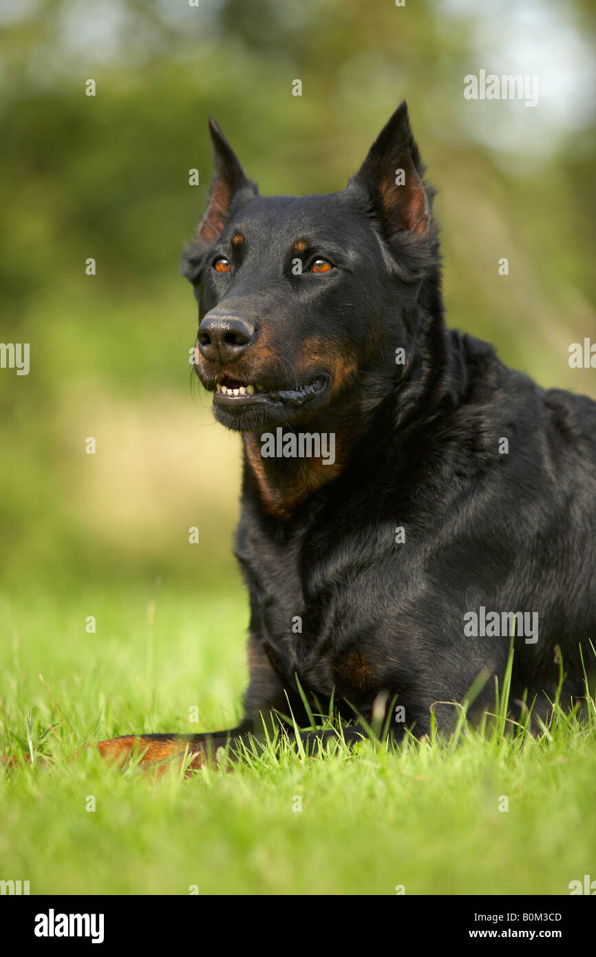 Portrait of a Beauceron Stock Photo - Alamy