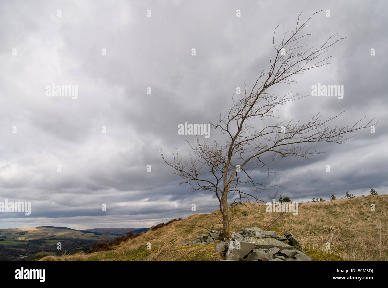 Winswept tree hi-res stock photography and images - Alamy