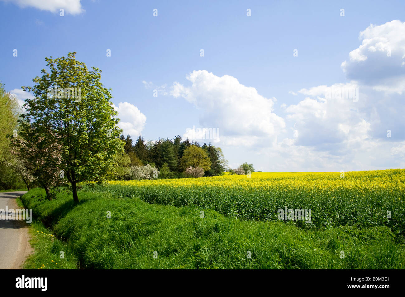 A scenic countryside view with a lush green meadow, blooming trees, a ...