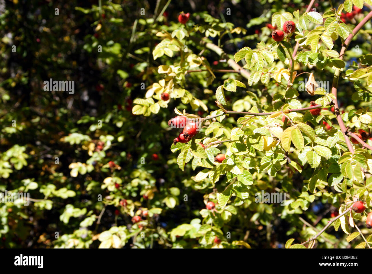 Eglantine rose rosa eglanteria hi-res stock photography and images - Alamy
