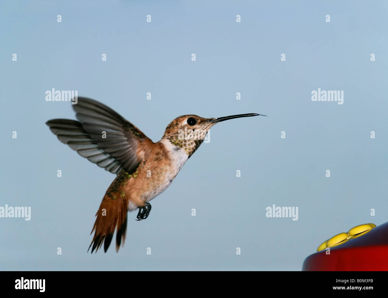 Rufous Hummingbird hovering next to a red nectar feeder Stock Photo - Alamy