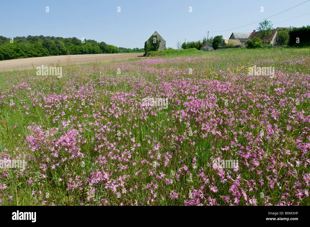 Ragged robin (lychnis) hi-res stock photography and images - Alamy