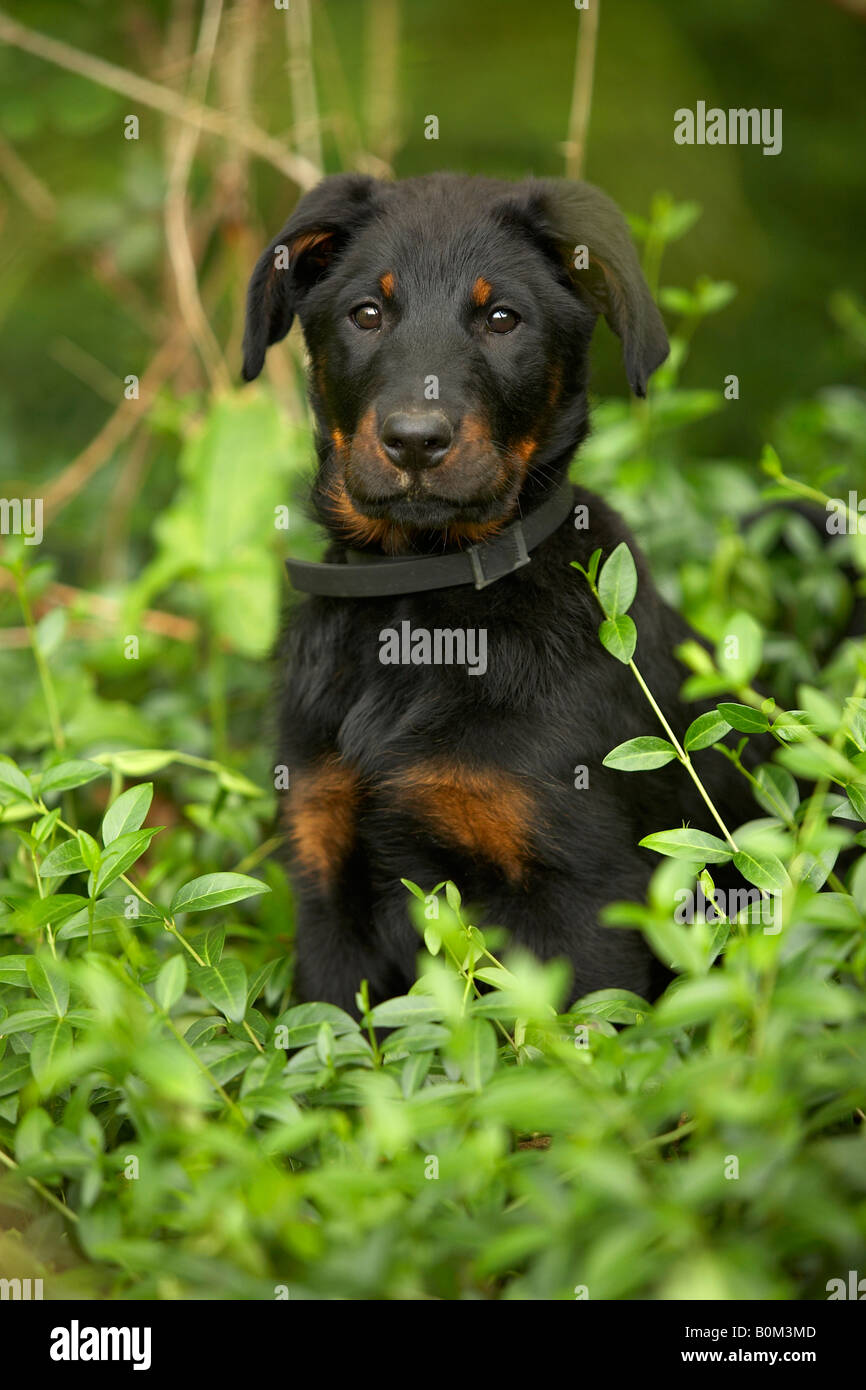 Berger de beauce beauceron canis hi-res stock photography and images ...