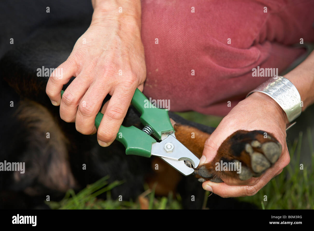 Beauceron getting claw cuts Stock Photo - Alamy