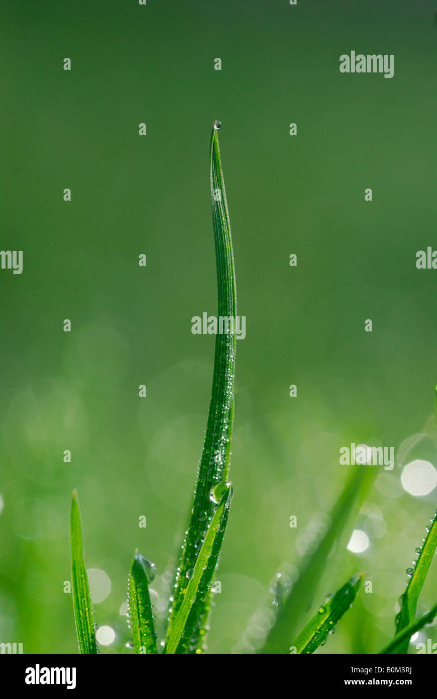 A tall blade of grass with a dew drop on its tip Stock Photo - Alamy