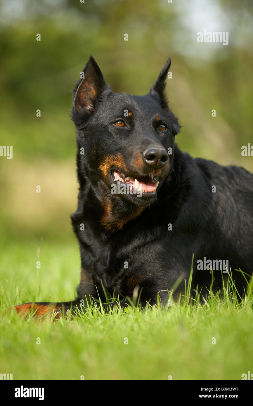 Portrait of a Beauceron Stock Photo - Alamy