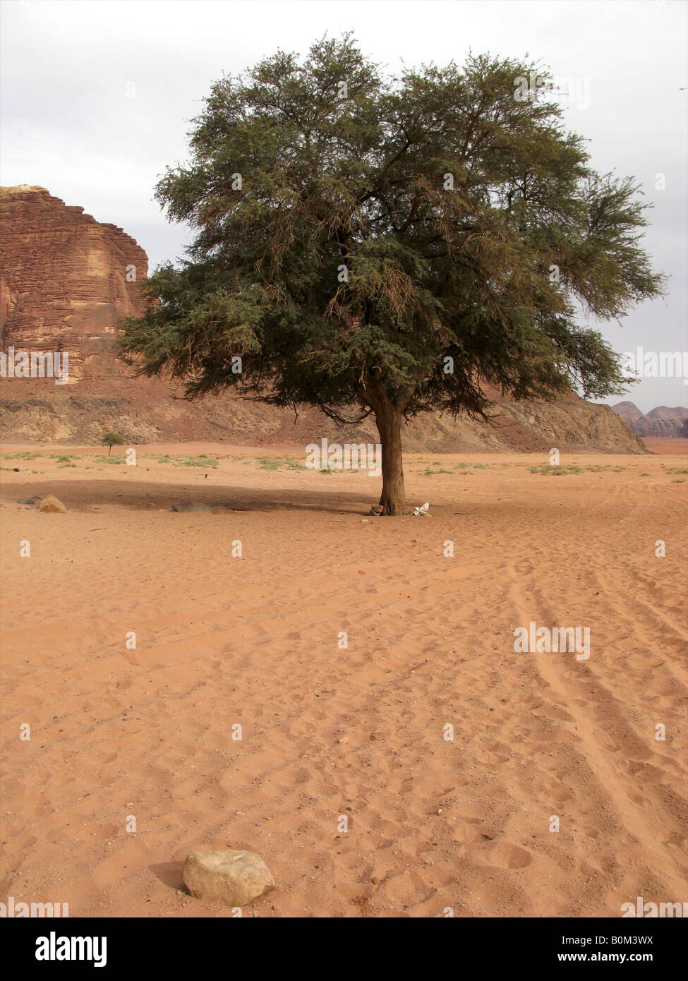Tree in the Wadi Rum desert, Jordan Stock Photo - Alamy