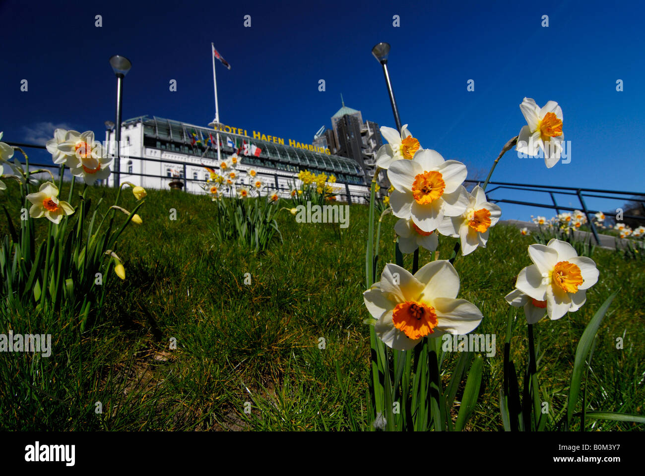 Flowers that bloom in the daytime hi-res stock photography and images ...