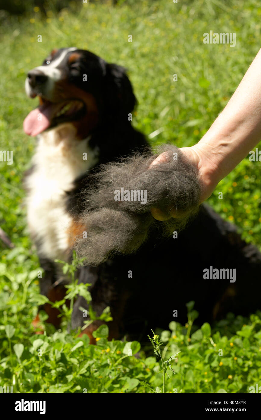 Best groomed dog hi-res stock photography and images - Alamy