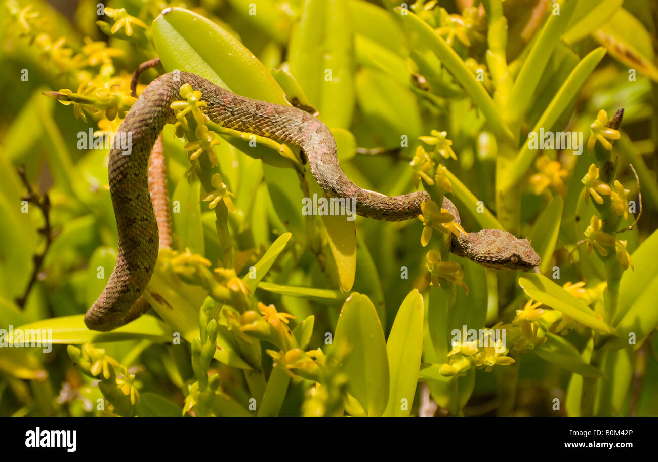 COSTA RICA Venomous Eyelash Palm Pit Viper Snake slithering through ...