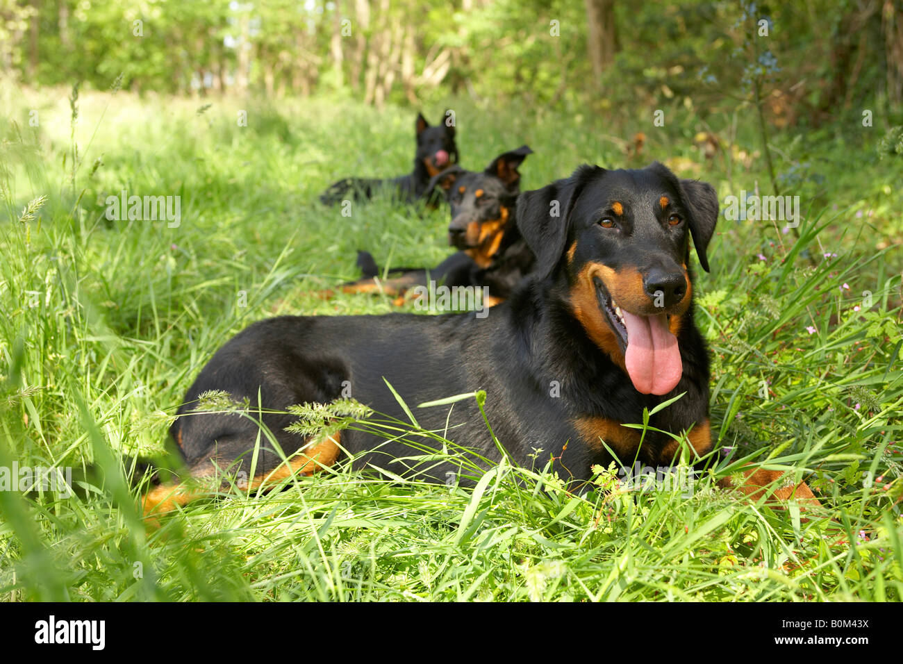 Portrait of a Beauceron Stock Photo - Alamy