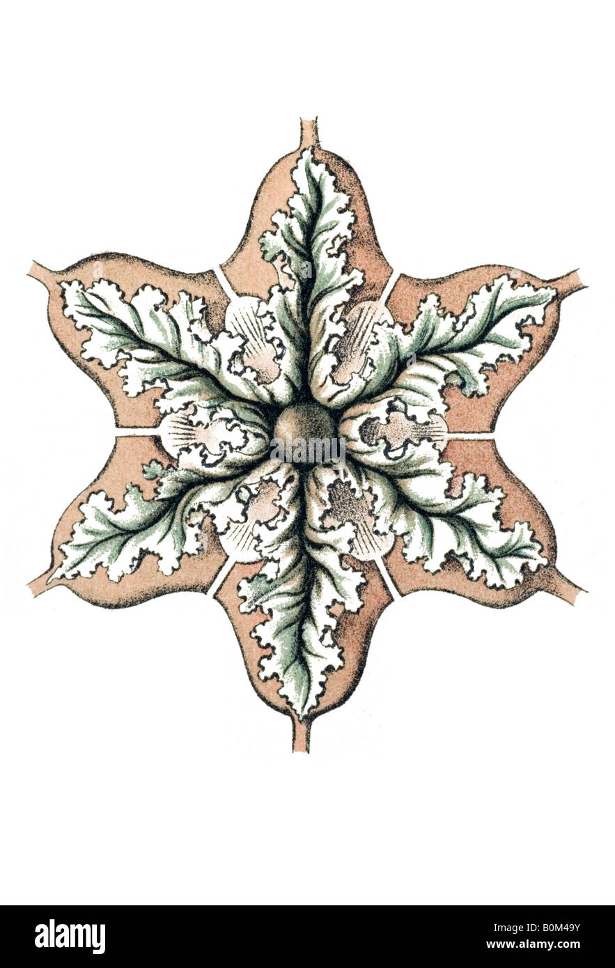 Jellyfish life cycle hi-res stock photography and images - Alamy