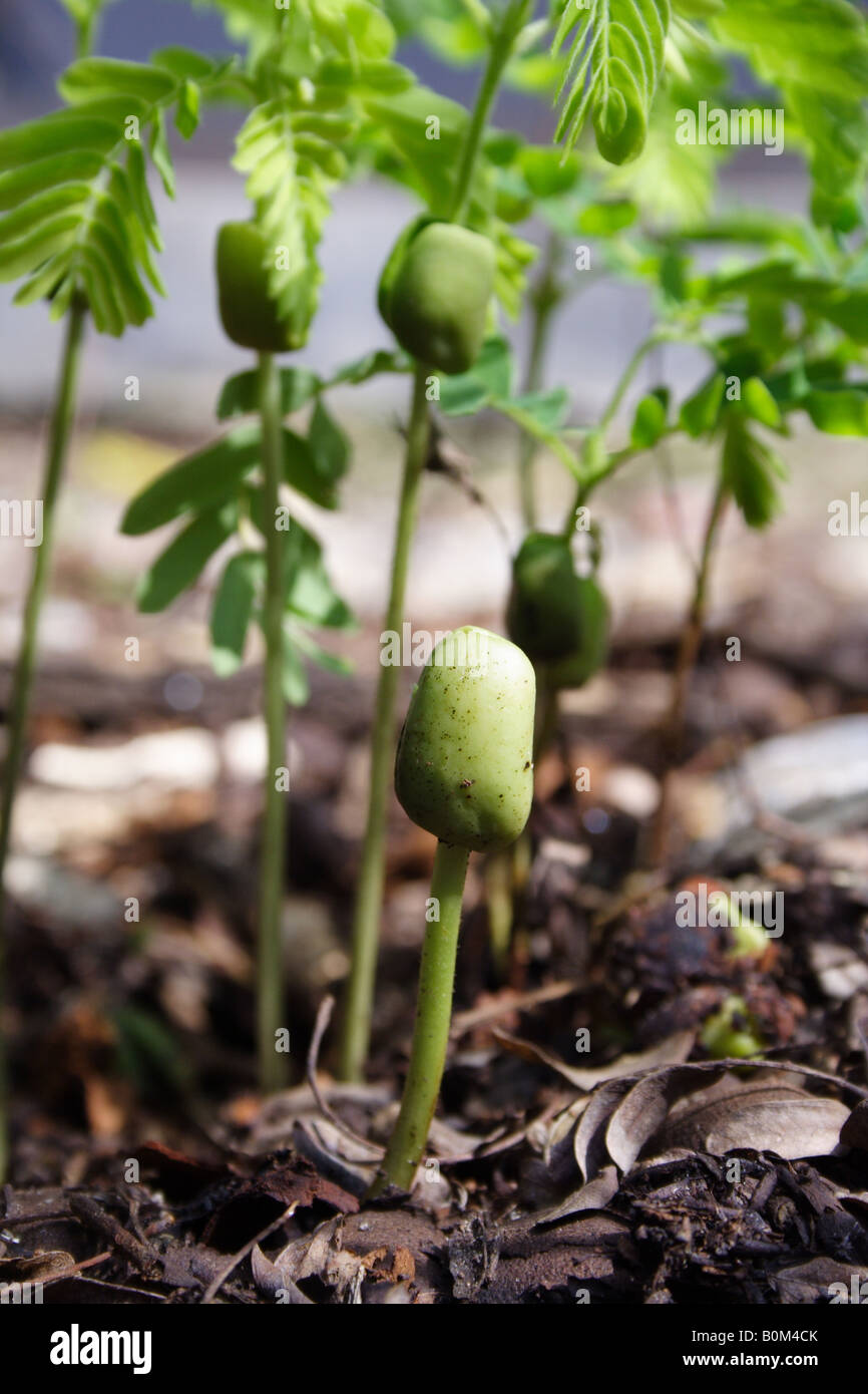 Tamarind Tamarind Global Weddings Unveils New Website With Enhanced