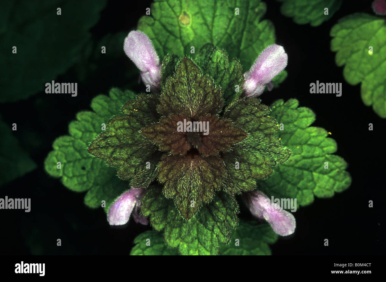 Stinging nettle pollination hi-res stock photography and images - Alamy