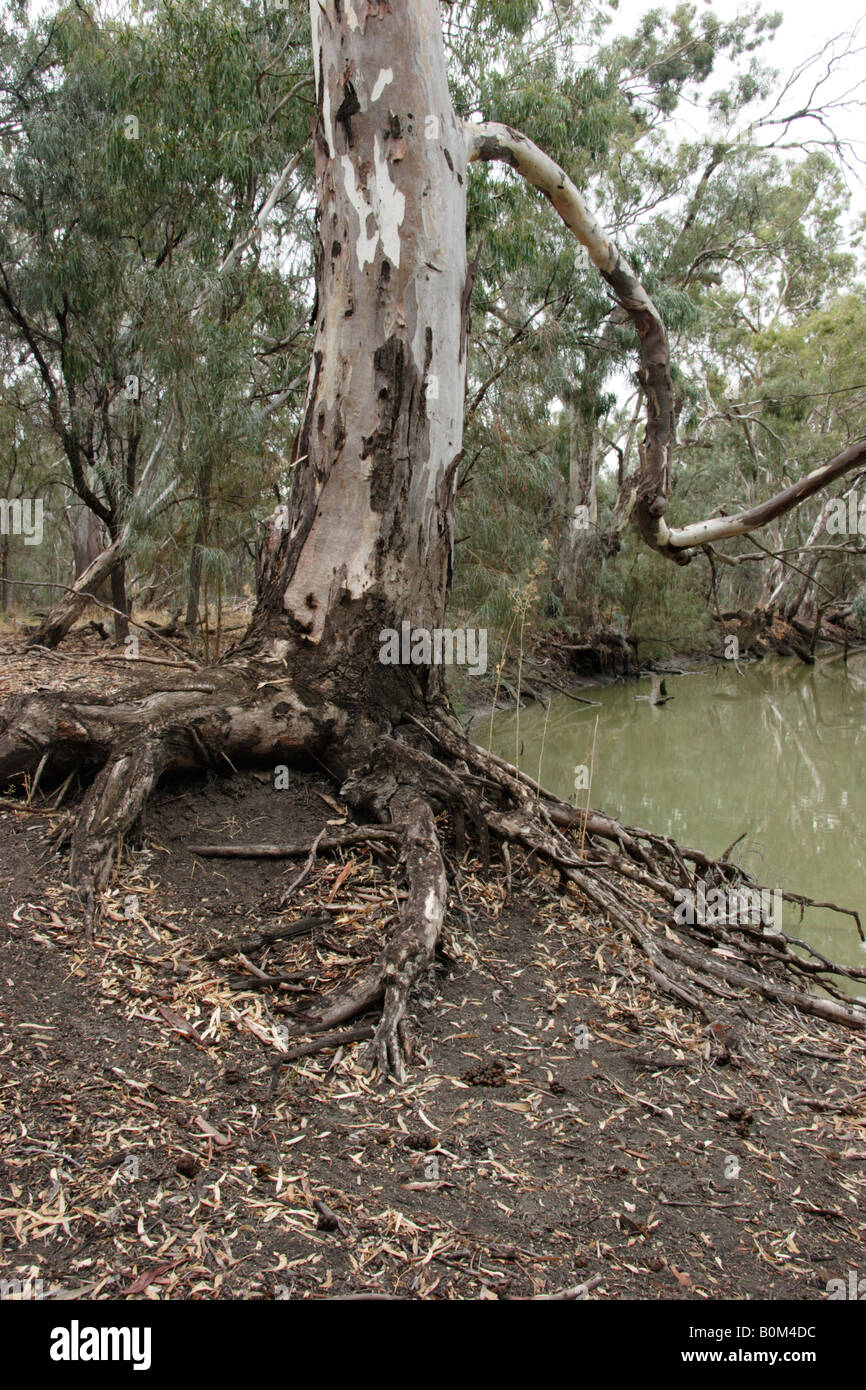 Reduced River flows causing environmental degradation Lachlan River Hay ...
