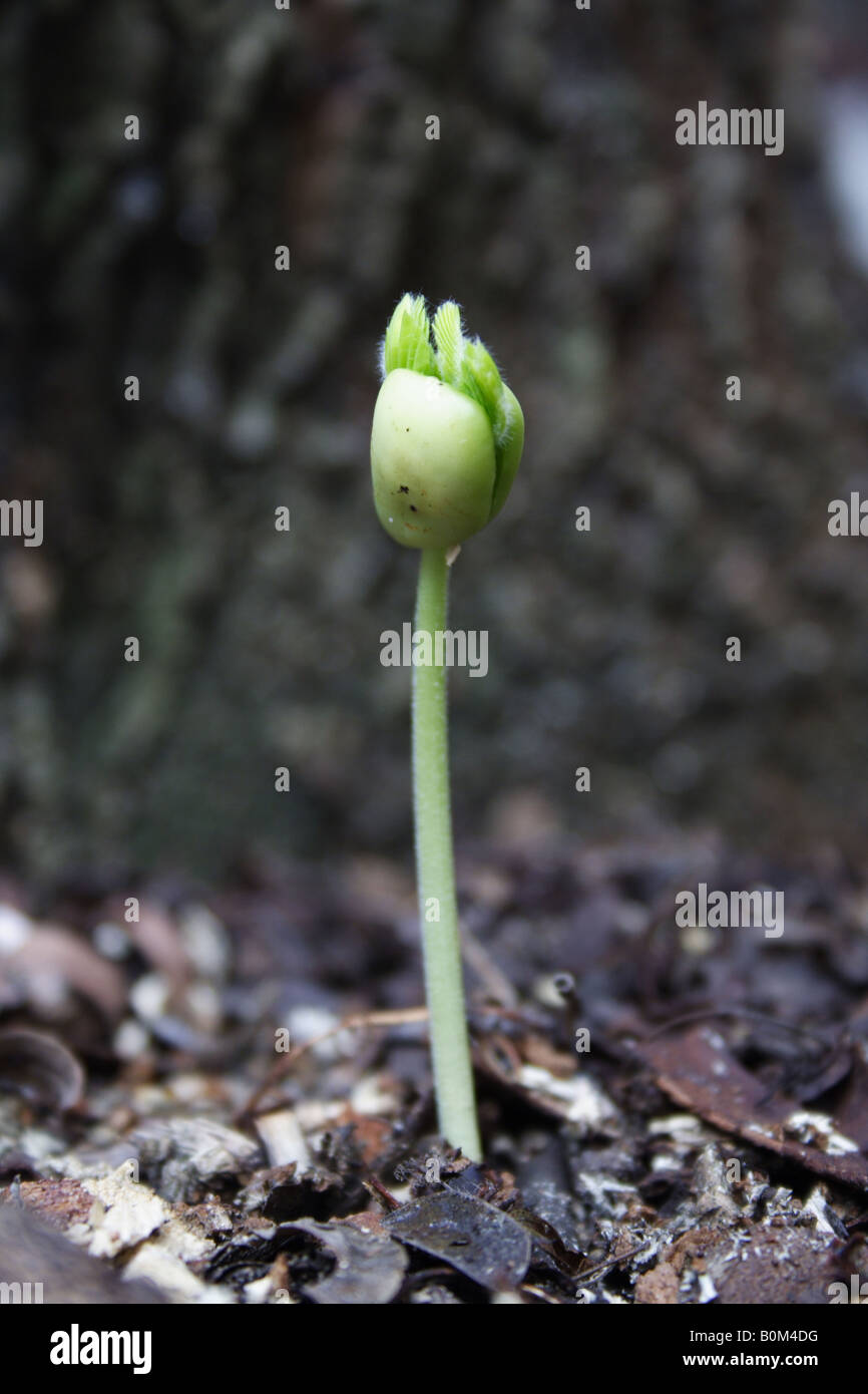 Tamarind plant hi-res stock photography and images - Alamy