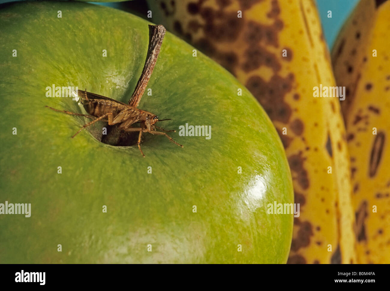 Cockroach on fruit, spread of germs and disease USA Stock Photo - Alamy