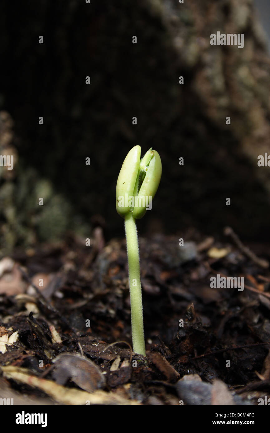 Tamarind plant hi-res stock photography and images - Alamy