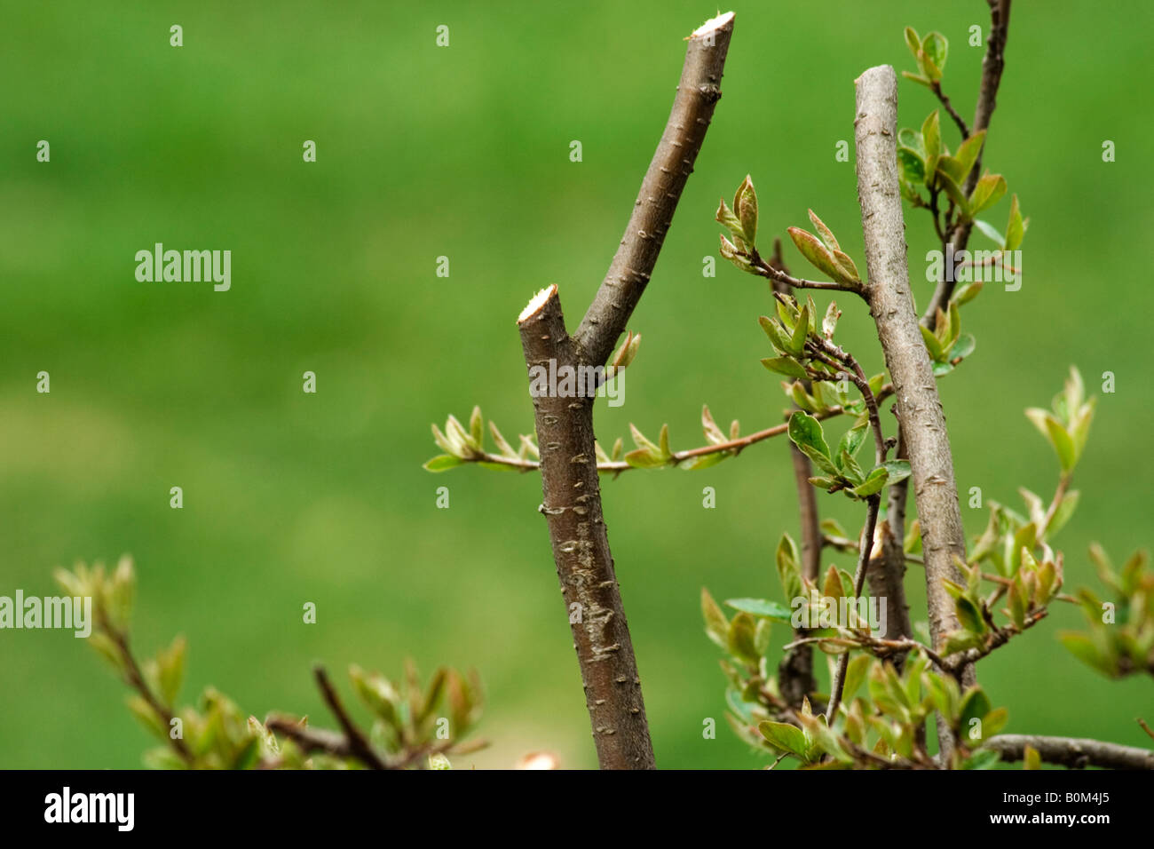 Cut twig hi-res stock photography and images - Alamy