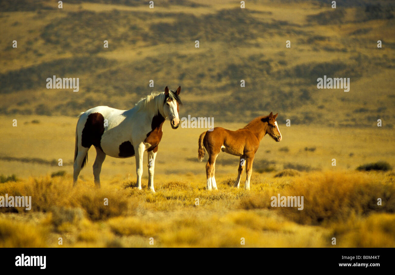 Open range hi-res stock photography and images - Alamy