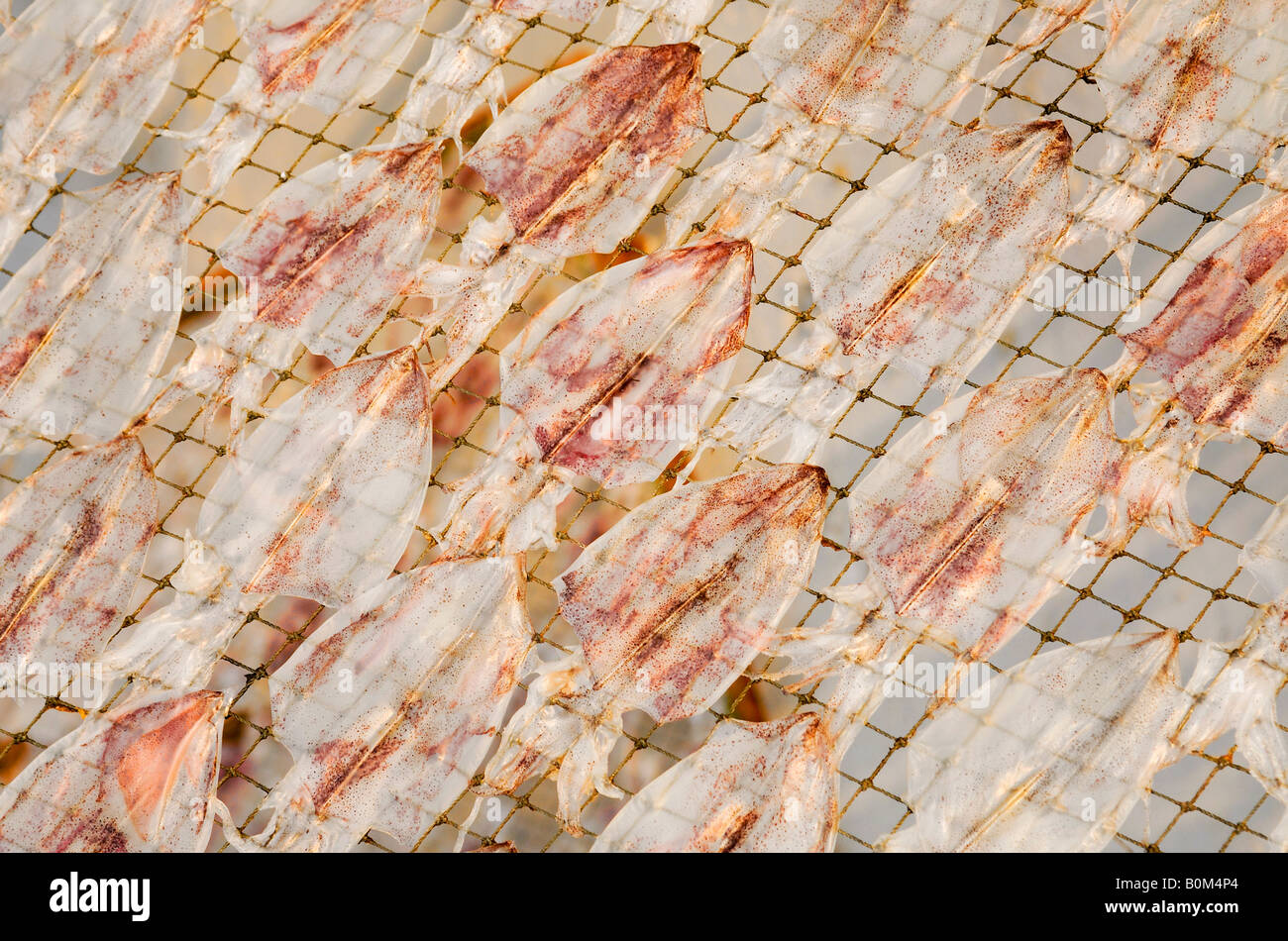Squid cuttlefish laid out to dry in the sun for a tasty treat Stock ...