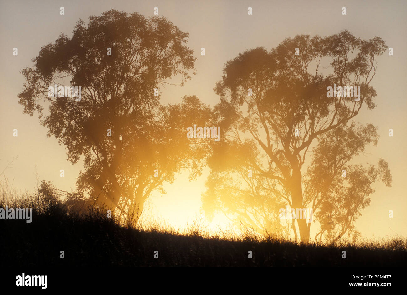 Sunrise Rural Landscape Jugiong District New South Wales Australia ...