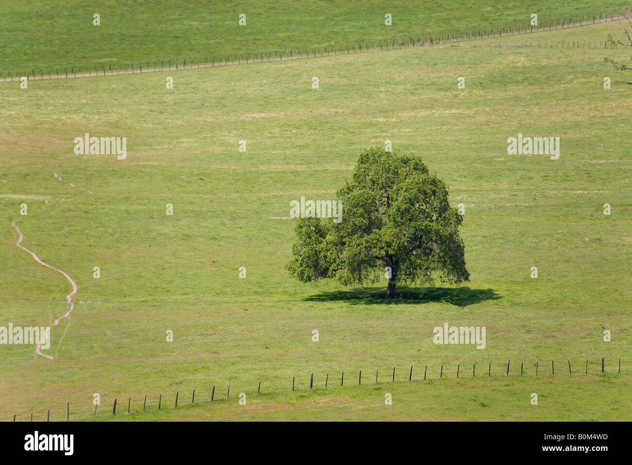 Lone Oak Tree in Gilroy, CA Stock Photo - Alamy