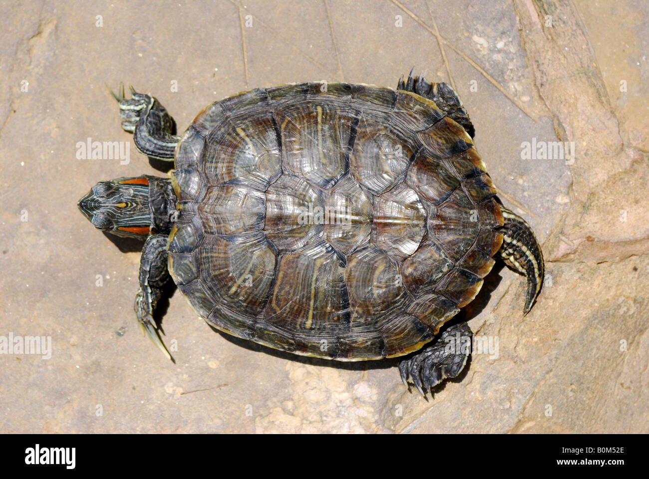 Tortoise crawling,view from top Stock Photo - Alamy