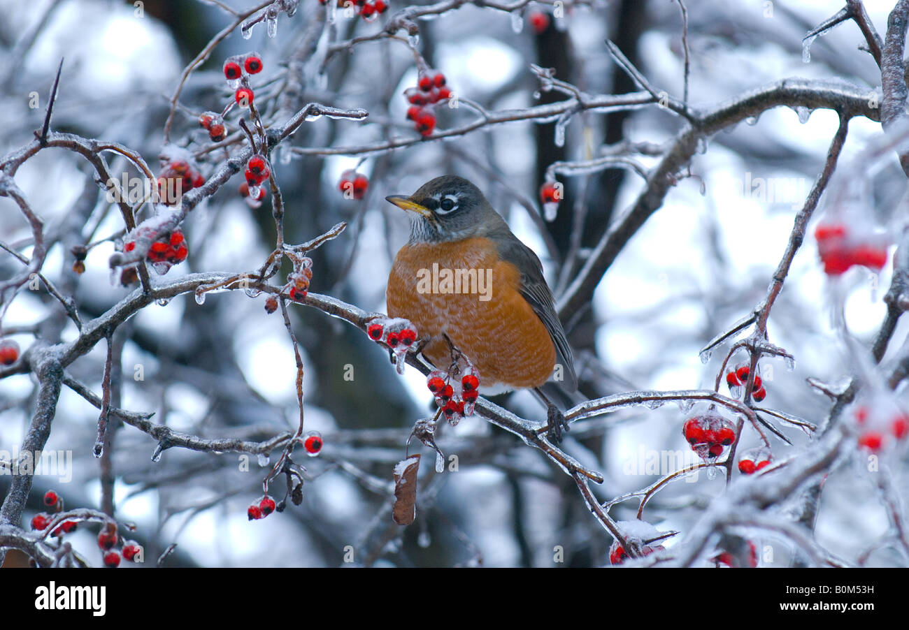 American robin winter hi-res stock photography and images - Alamy