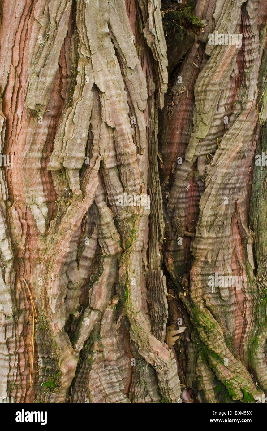 Detail close up of twisted tree bark Yosemite National Park California ...