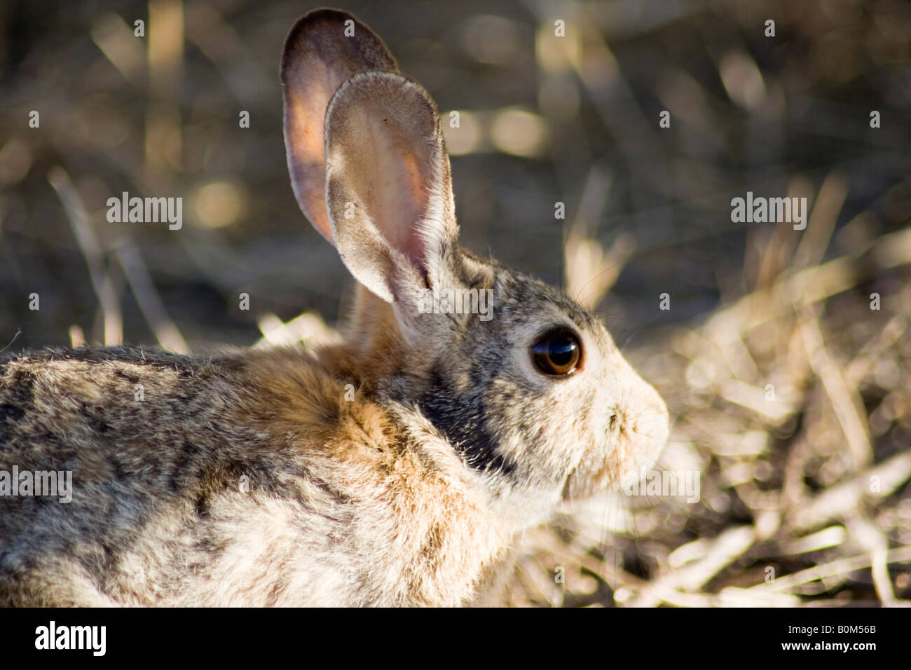 Cottontail rabbit arizona hi-res stock photography and images - Alamy