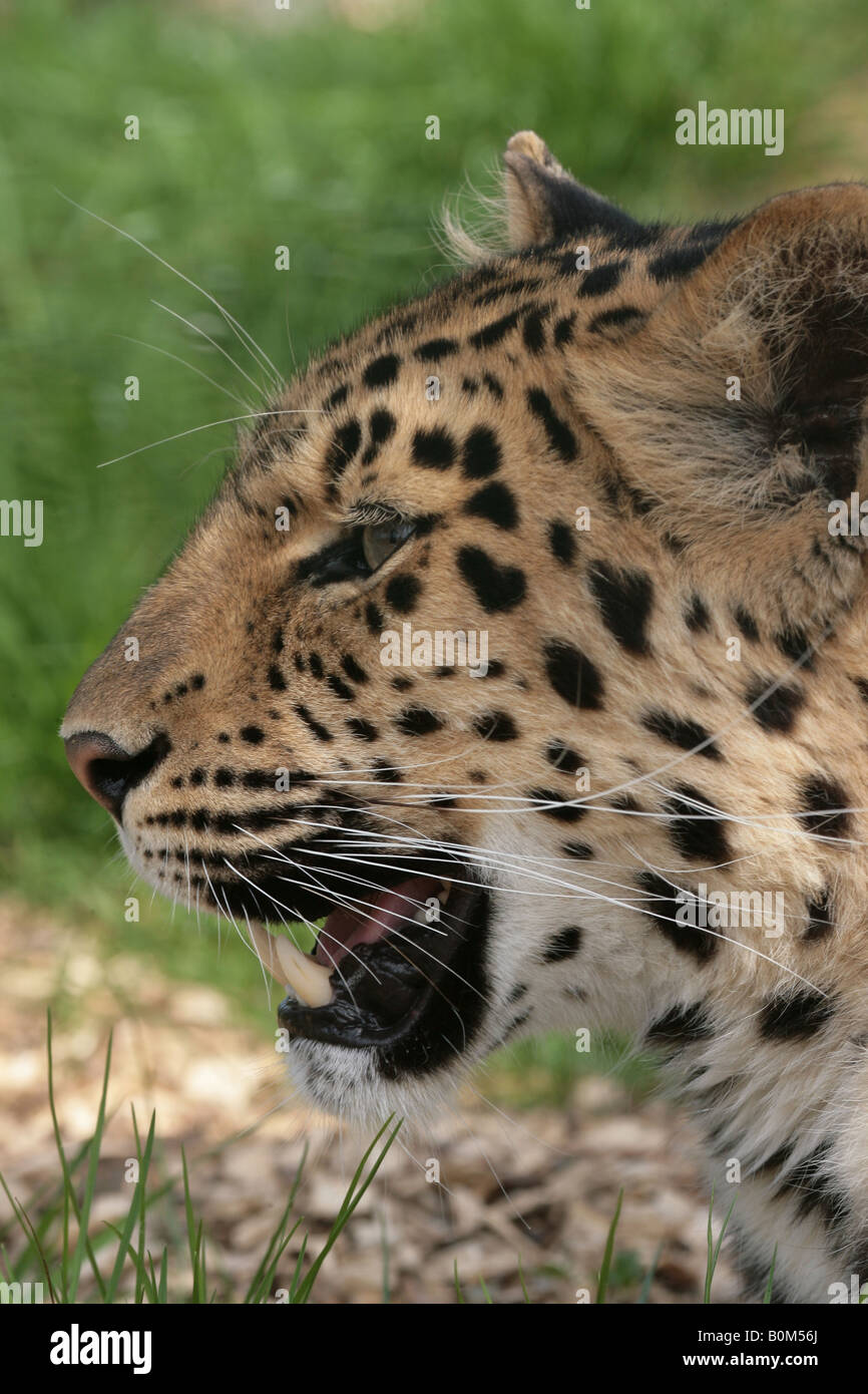 Amur Leopard Panthera pardus orientalis Stock Photo - Alamy
