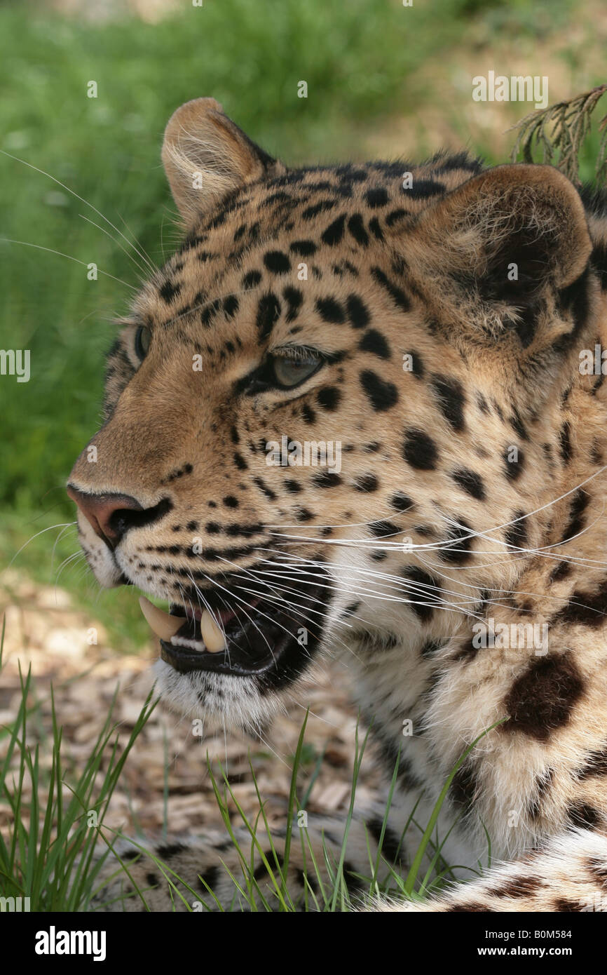 Amur Leopard Panthera pardus orientalis Stock Photo - Alamy