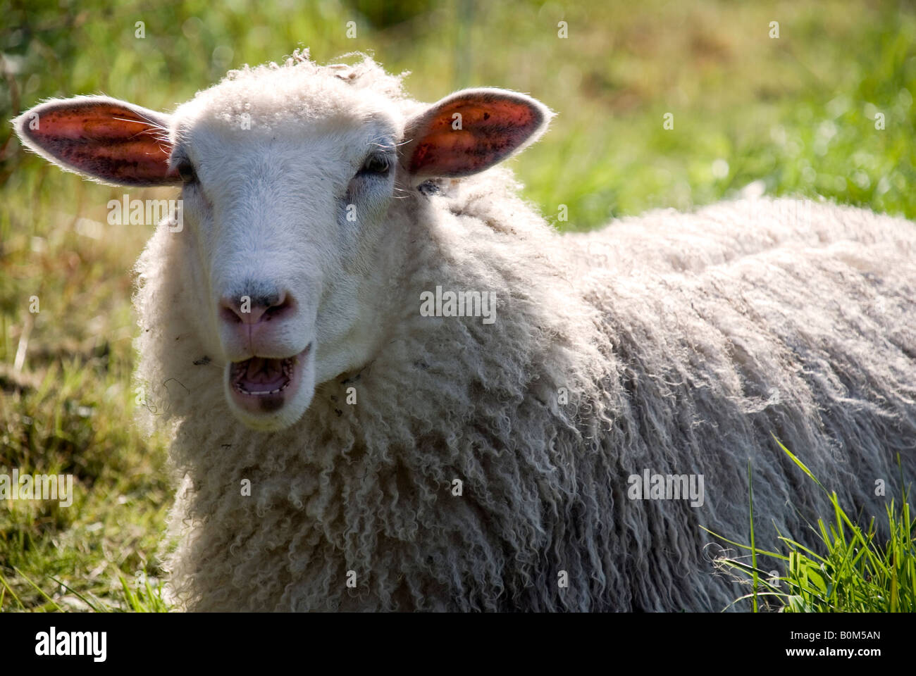 Sheep speaking hi-res stock photography and images - Alamy