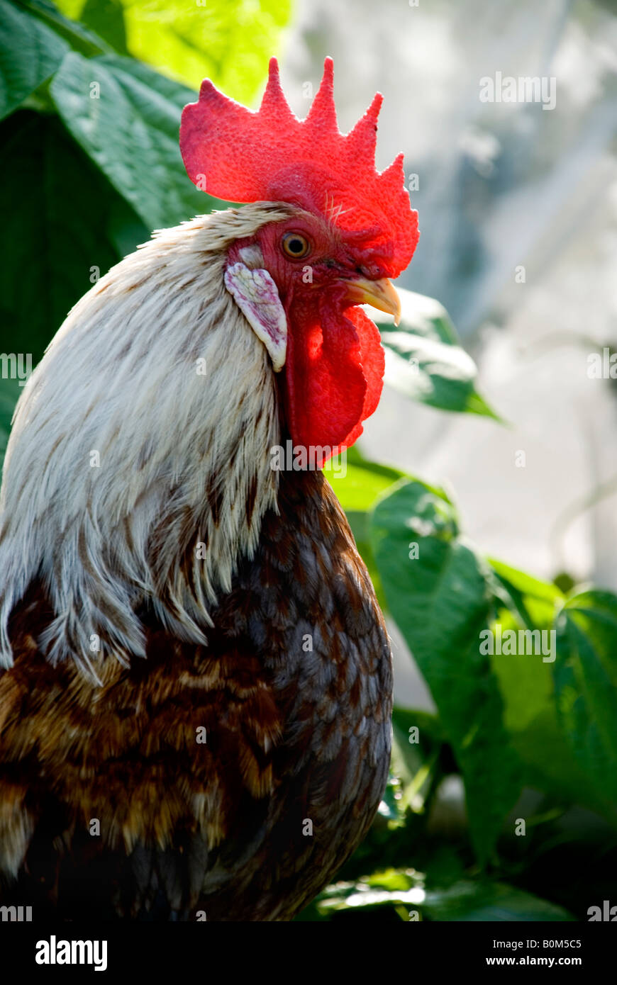 Profile of a rooster Stock Photo - Alamy
