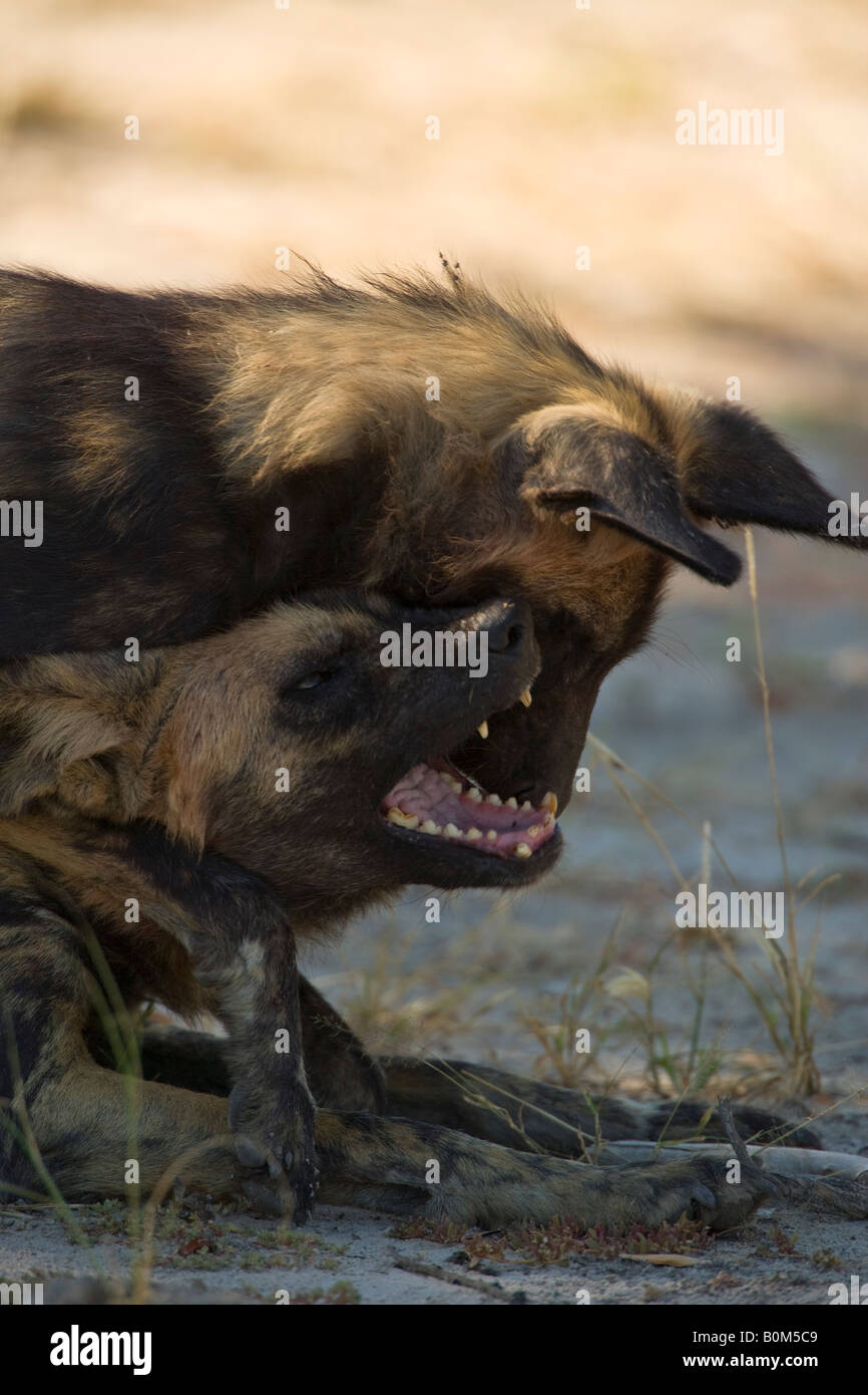 Rare endangered animals hi-res stock photography and images - Alamy