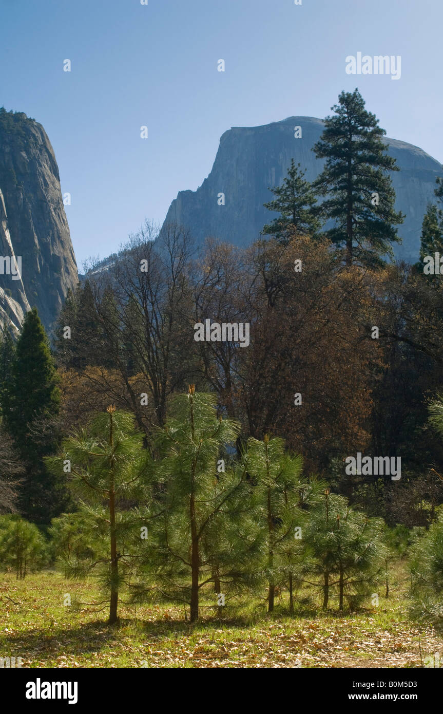Young pine tree saplings beneath Half Dome Yosemite Valley Yosemite ...