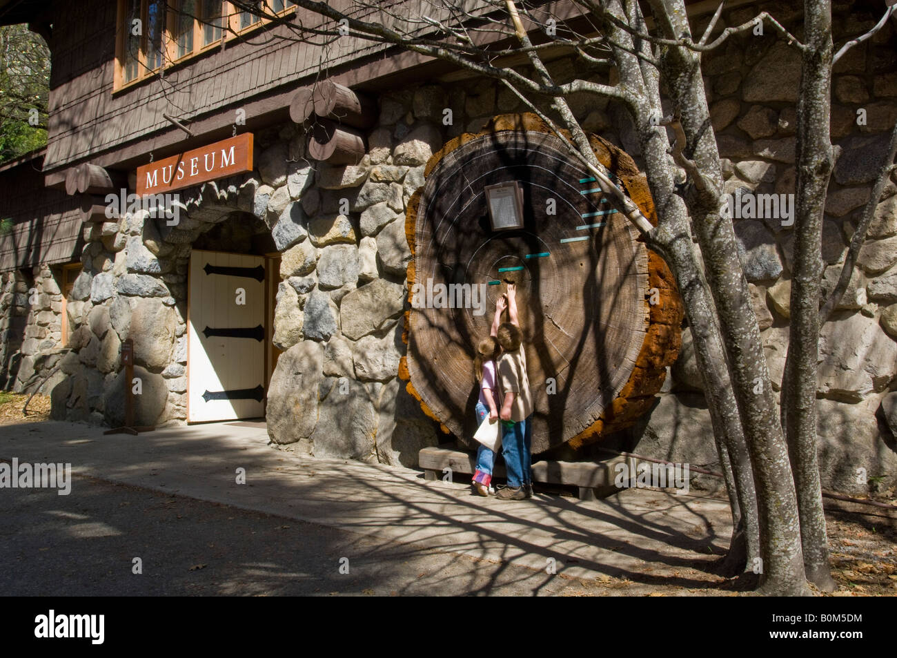 Giant sequoia tree showing age rings in front of the Yosemite Museum ...