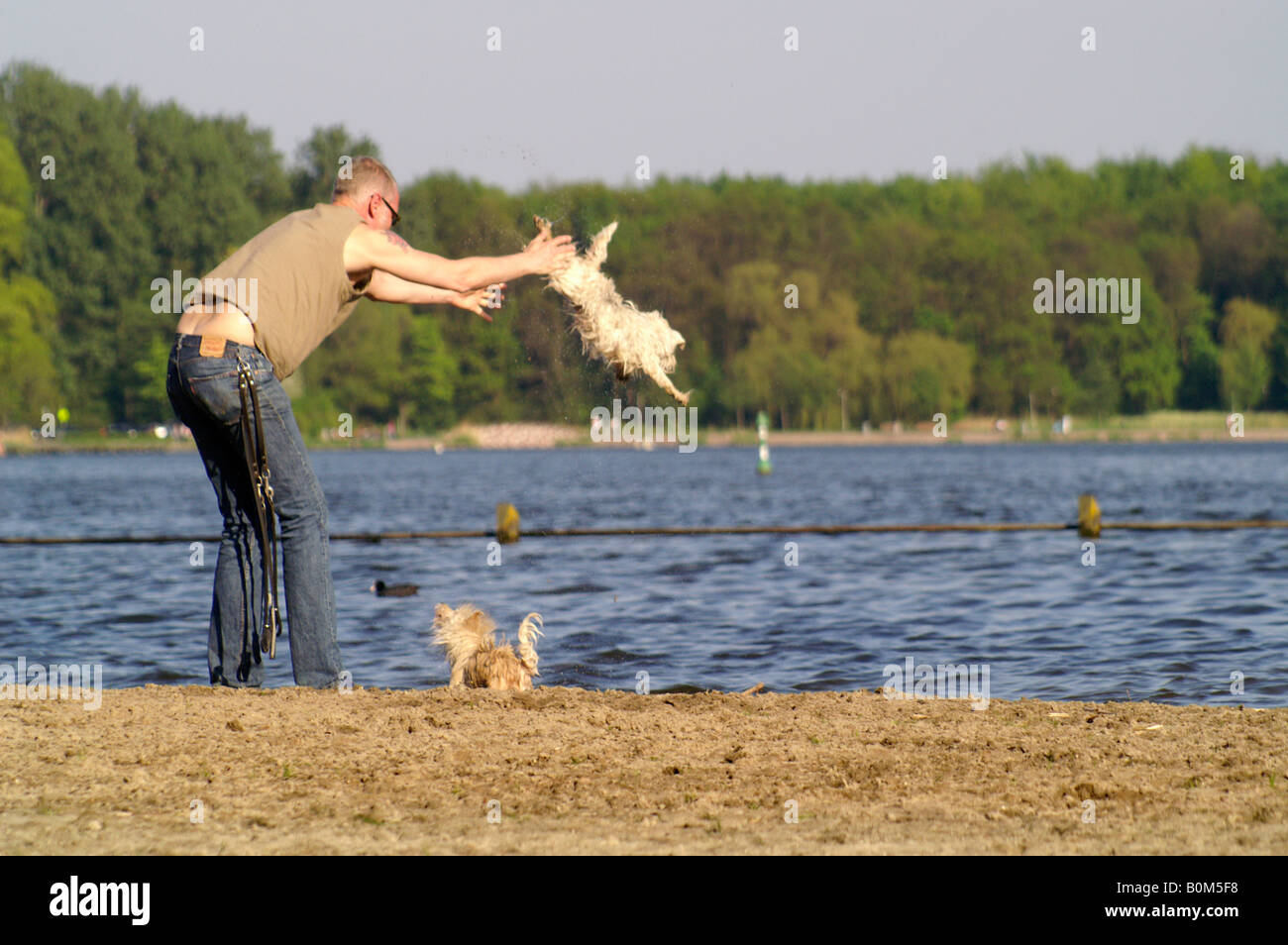 Man throwing his dog in water to swim and bathe with love funny moment on shore of Kralingse Lake in Rotterdam Netherlands Stock Photo Alamy