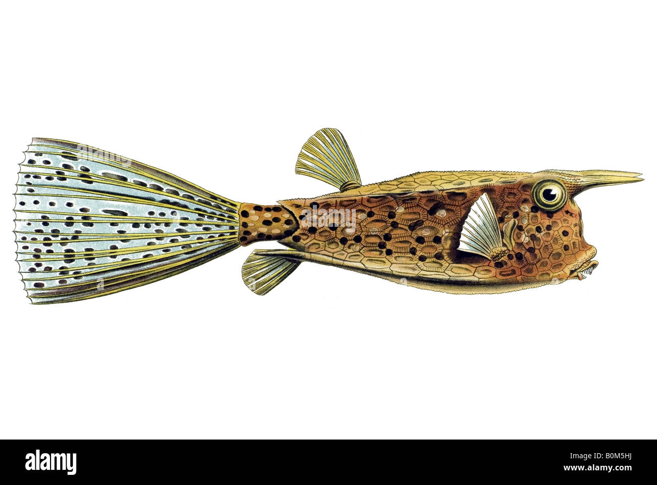 Ostraciontes Ostraciidae Knochenfische Name Ostracion cornatus, art ...