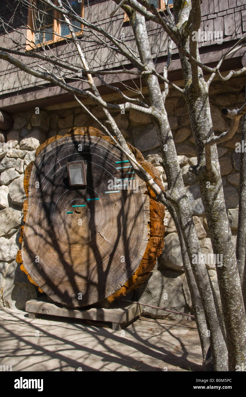 Giant sequoia tree showing age rings in front of the Yosemite Museum ...