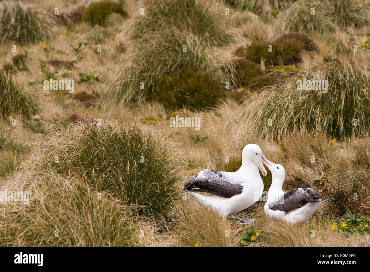 A pair of Albatross display mating behavior while nesting in a field on ...