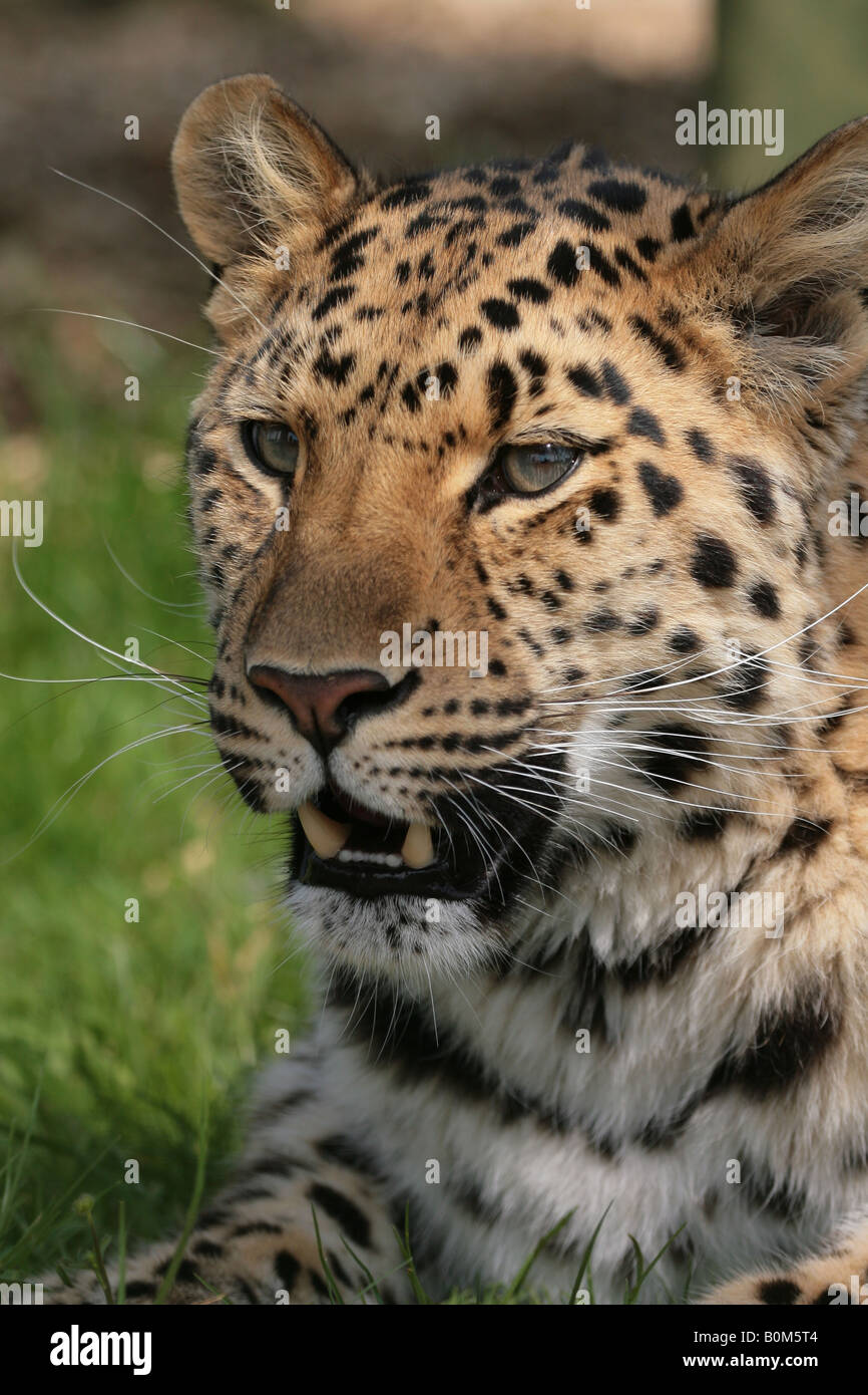 Amur Leopard Panthera pardus orientalis Stock Photo - Alamy